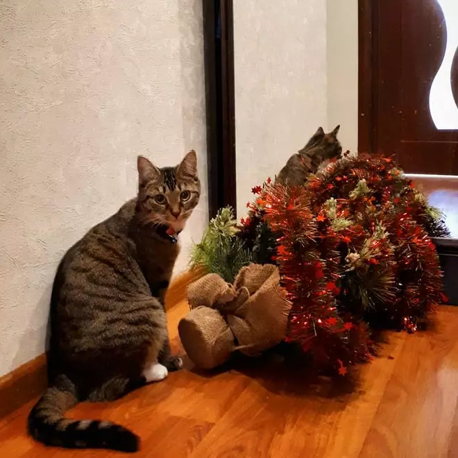 Año nuevo y Catics: Las fotos festivas más festivas de las mascotas. 74197_29