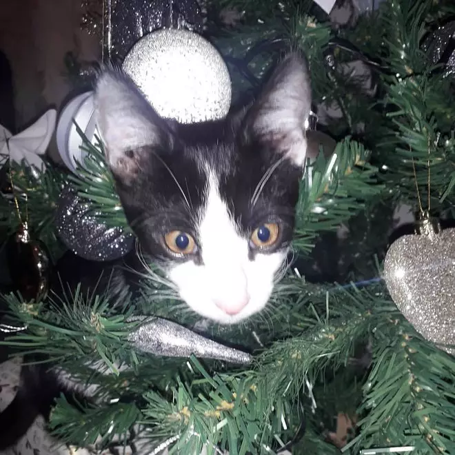 Año nuevo y Catics: Las fotos festivas más festivas de las mascotas. 74197_5