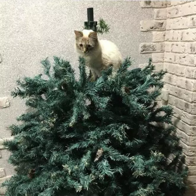 Año nuevo y Catics: Las fotos festivas más festivas de las mascotas. 74197_6