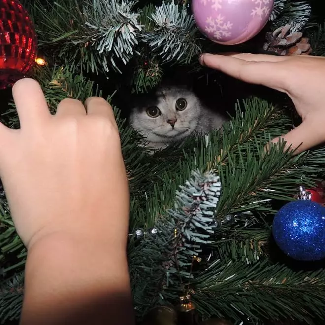 Año nuevo y Catics: Las fotos festivas más festivas de las mascotas. 74197_9