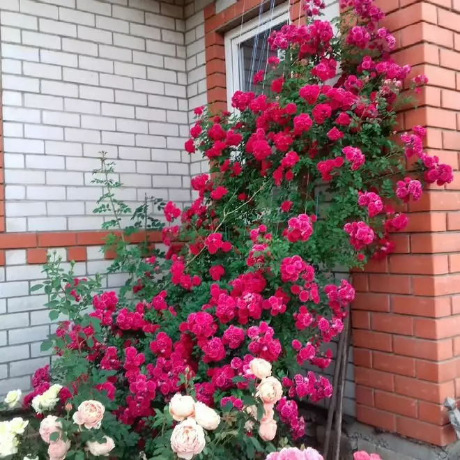 Yuav Ua Li Cas Saib Xyuas Sab Hauv Tsev Roses? 90464_5