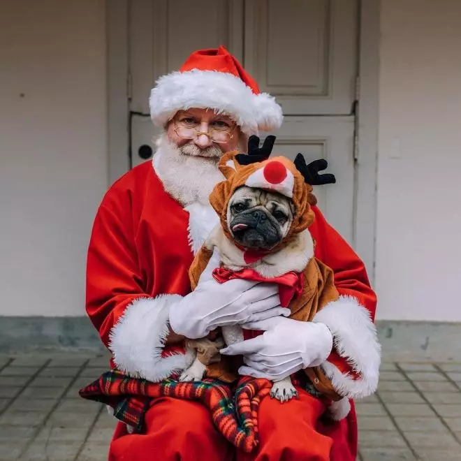 20 Fotos de Año Nuevo de gatos, perros y otras mascotas. 936899_1